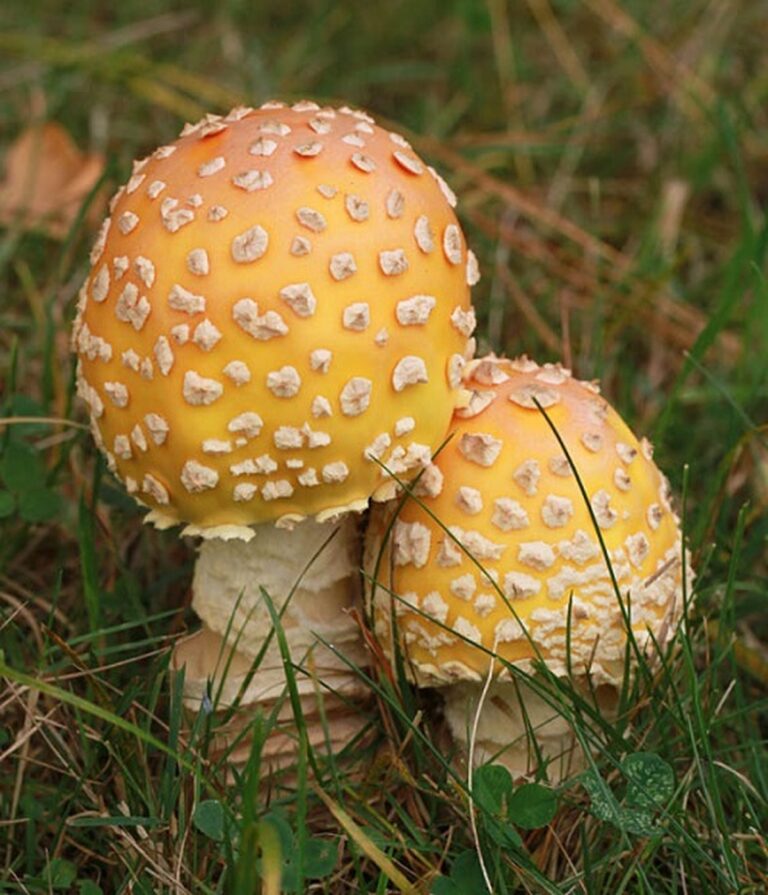 23 Stunning Mushrooms that Look Like Flowers to Discover Today