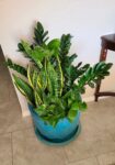 23 Stunning Snake Plant Container Combination Ideas to Try Now