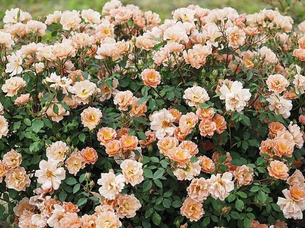 21 Gorgeous Brown Flowers to Brighten Your Garden Today