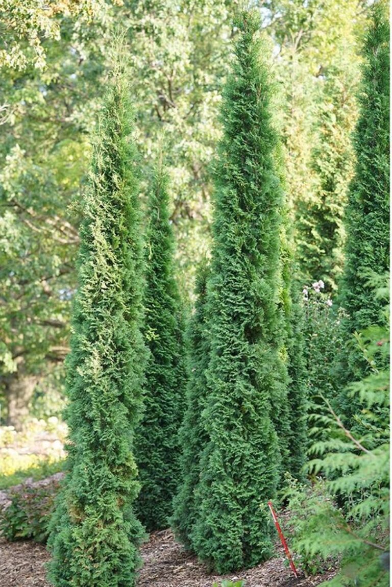 28 Stunning Tall Skinny Trees for Your Perfect Garden Oasis