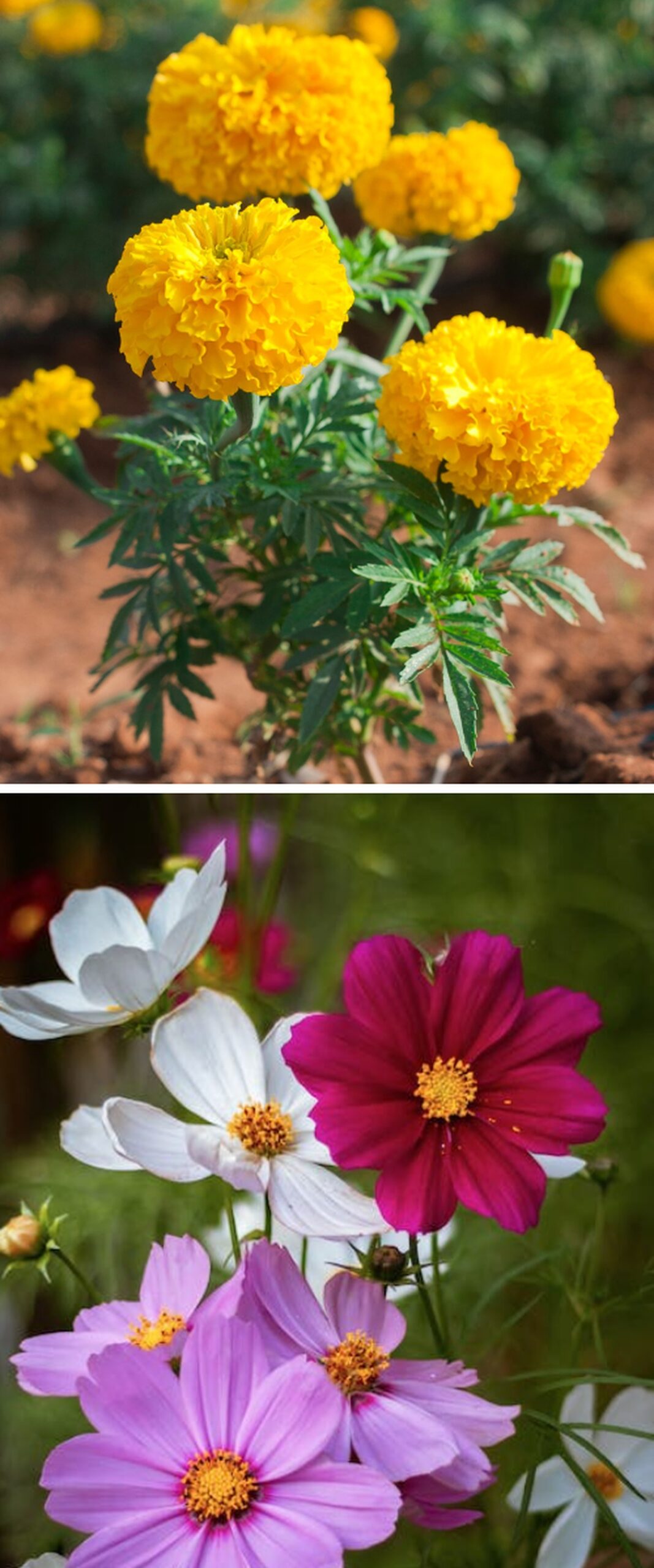 12 Beautiful Birth Month Flowers: Discover Their Meaningful Symbolism