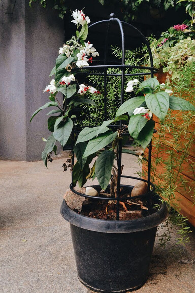 35 Gorgeous Vines for Containers Perfect for Your Garden Space