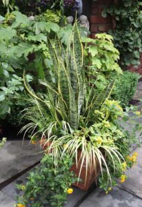 23 Stunning Snake Plant Container Combination Ideas to Try Now