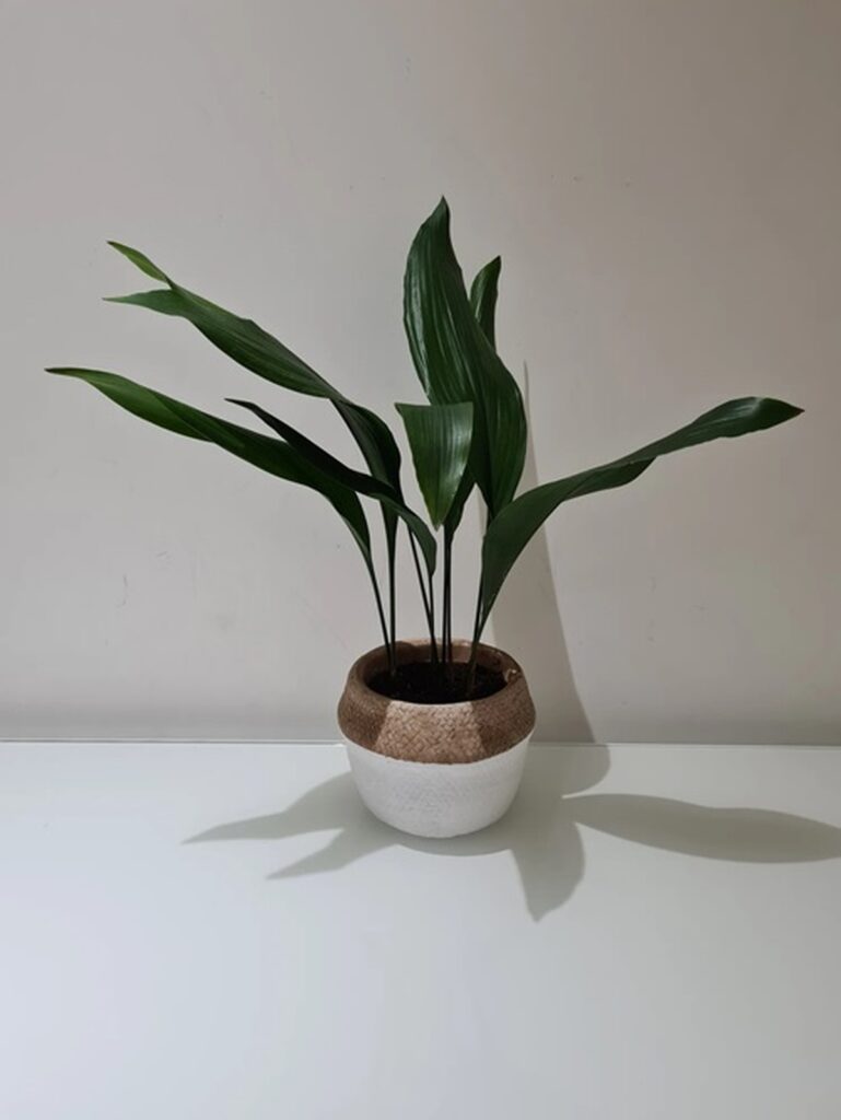 20 Beautiful Types of Cast Iron Plant Varieties