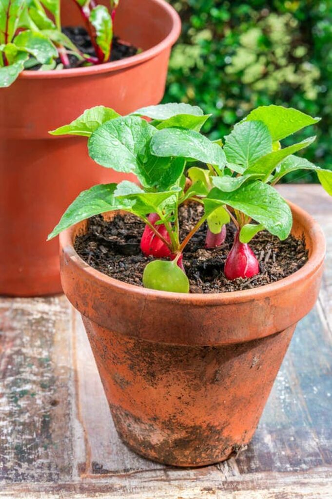 18 Surprising Man Made Vegetables That Will Amaze You