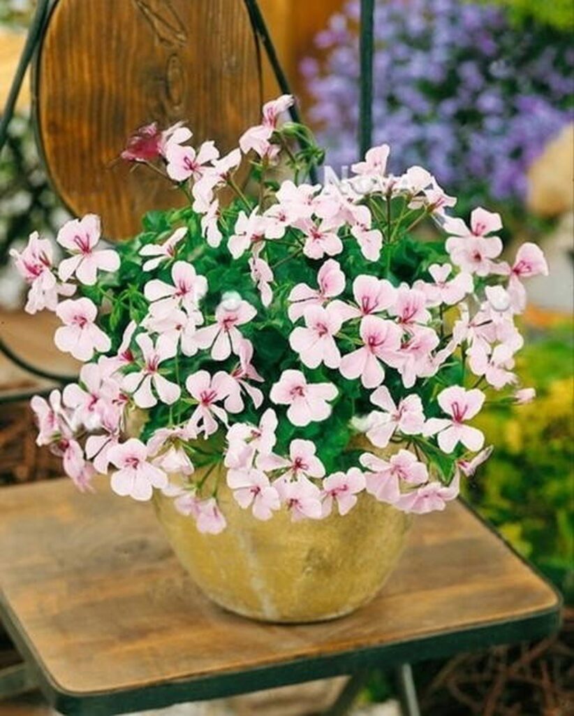 21 Lovely White Geranium Types to Brighten Your Garden