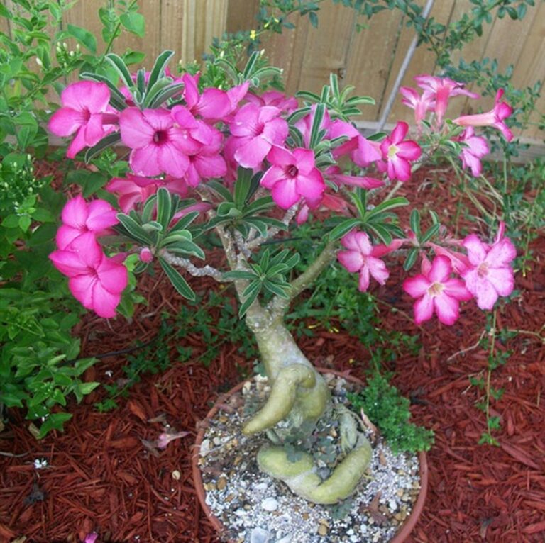 35 Different Types of Desert Rose Varieties to Fall in Love With