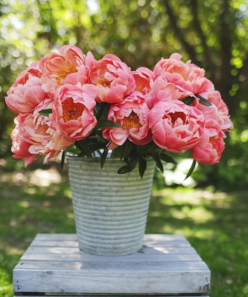 12 Stunning Peach Color Flowers to Brighten Your Garden
