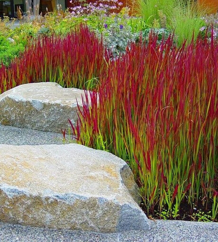 10 Gorgeous Red Ornamental Grasses to Brighten Your Garden
