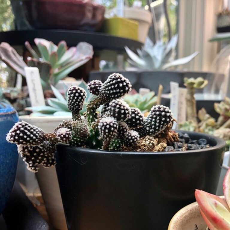28 Stunning Rare Cactus Plants to Transform Your Home Garden
