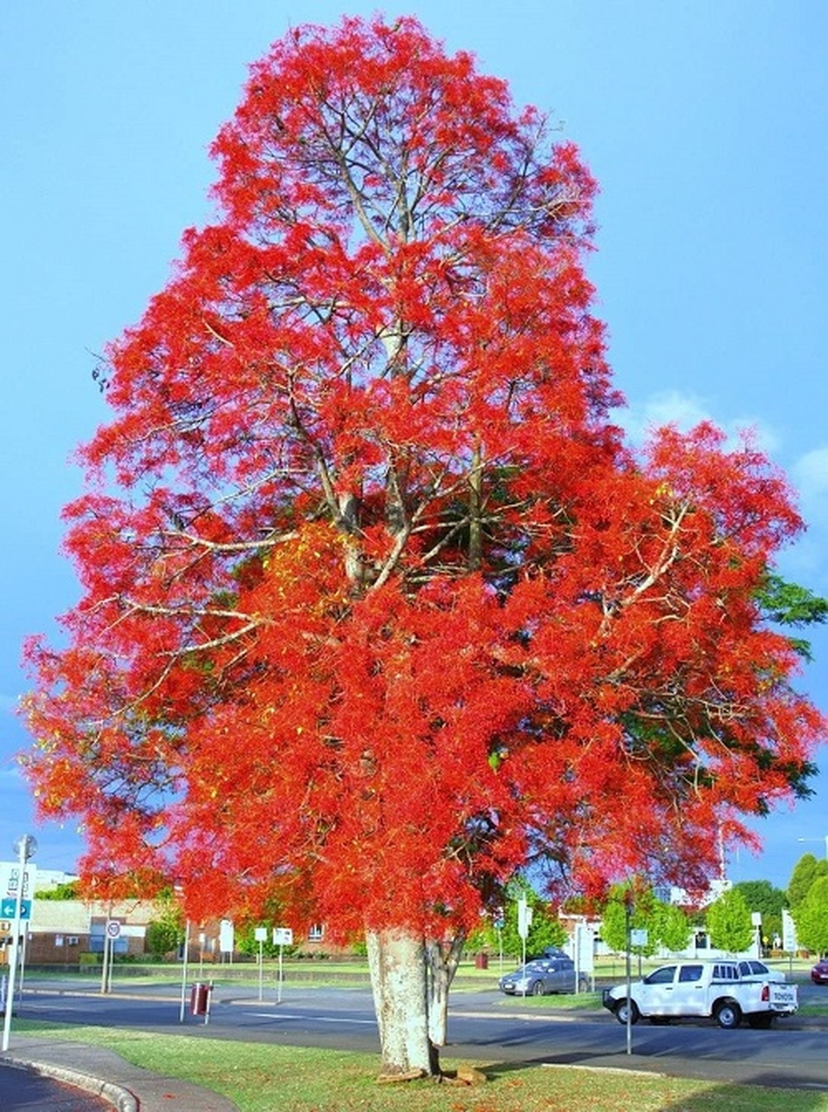 11 Stunning Flame Trees That Will Brighten Up Your Garden