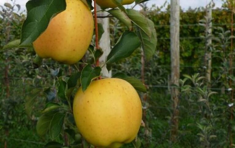 27 Delicious Yellow Apple Varieties Perfect For Your Garden