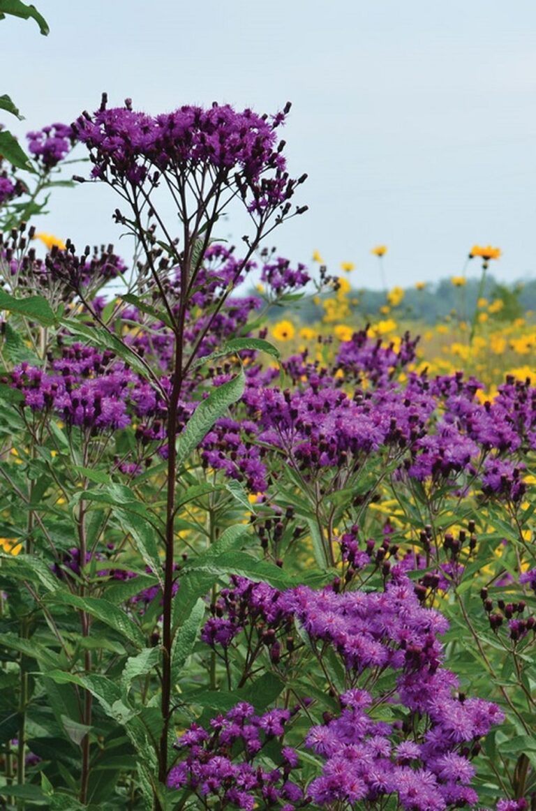 47 Beautiful Native Florida Flowers That Brighten Any Garden
