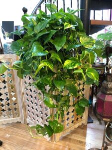 18 Incredible Plants for a Basement that Need Little Light
