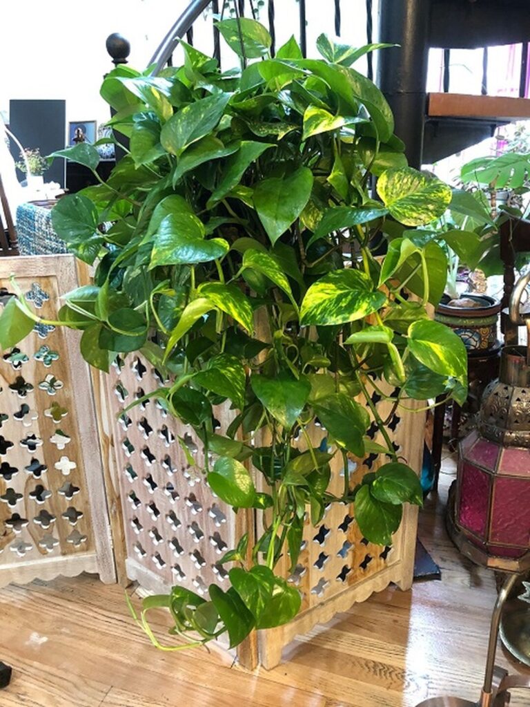 18 Incredible Plants for a Basement that Need Little Light