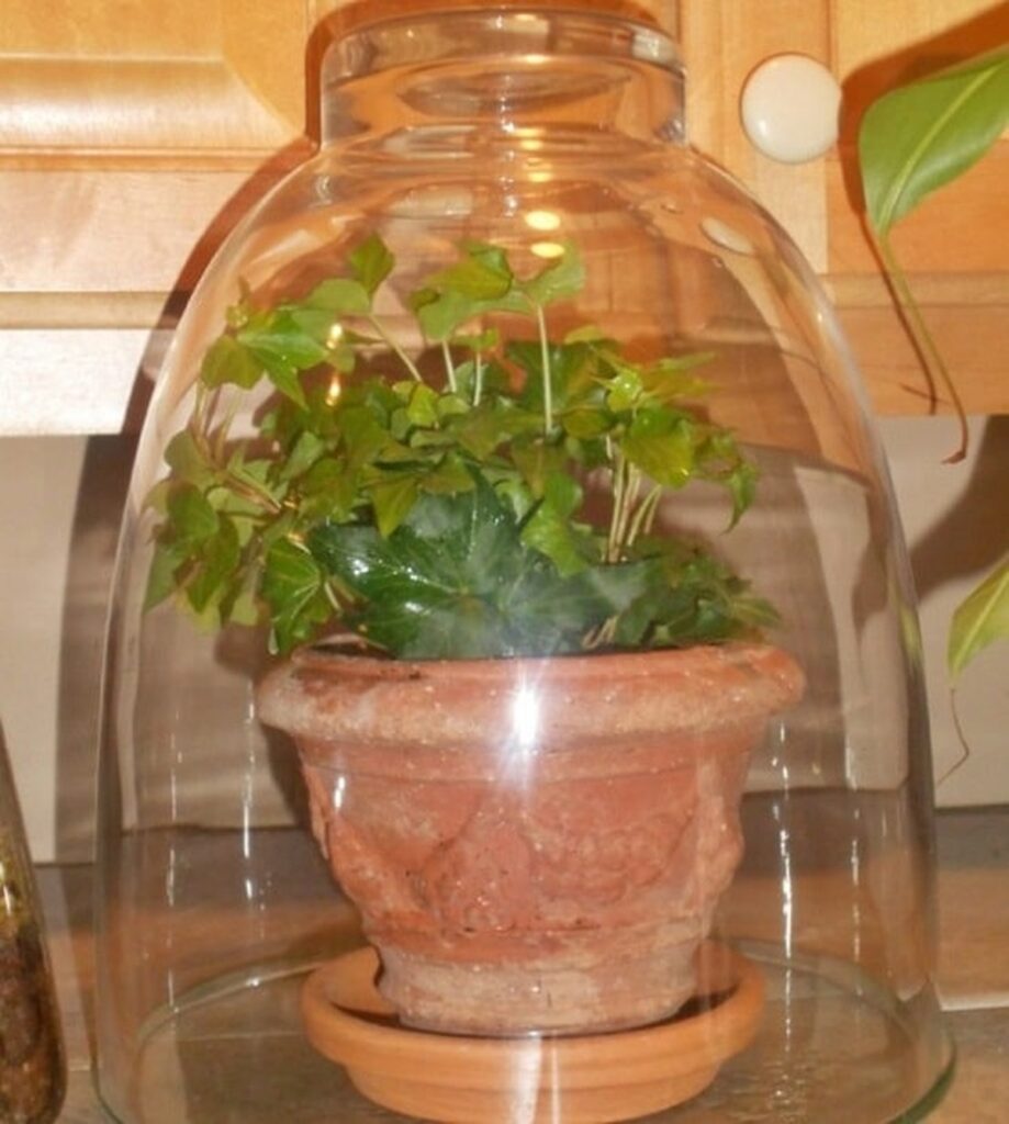 18 Amazing DIY Garden Cloche Ideas for Plant Protection
