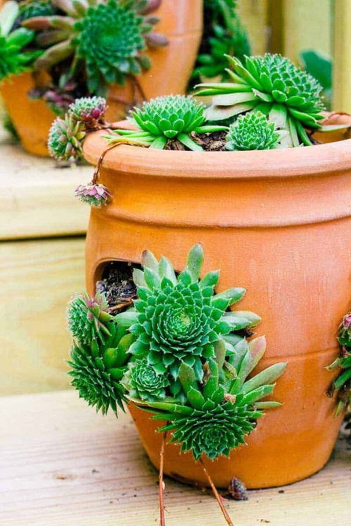 24 Quirky Plants With Bizarre Names That'll Make You Smile