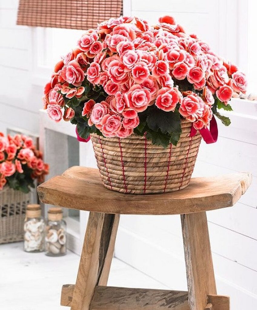 24 Stunning Pink Begonia Varieties to Explore