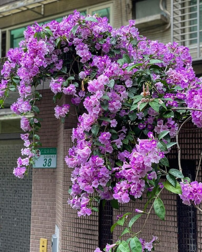 25 Gorgeous Evergreen Vines for Stunning Year-Round Beauty