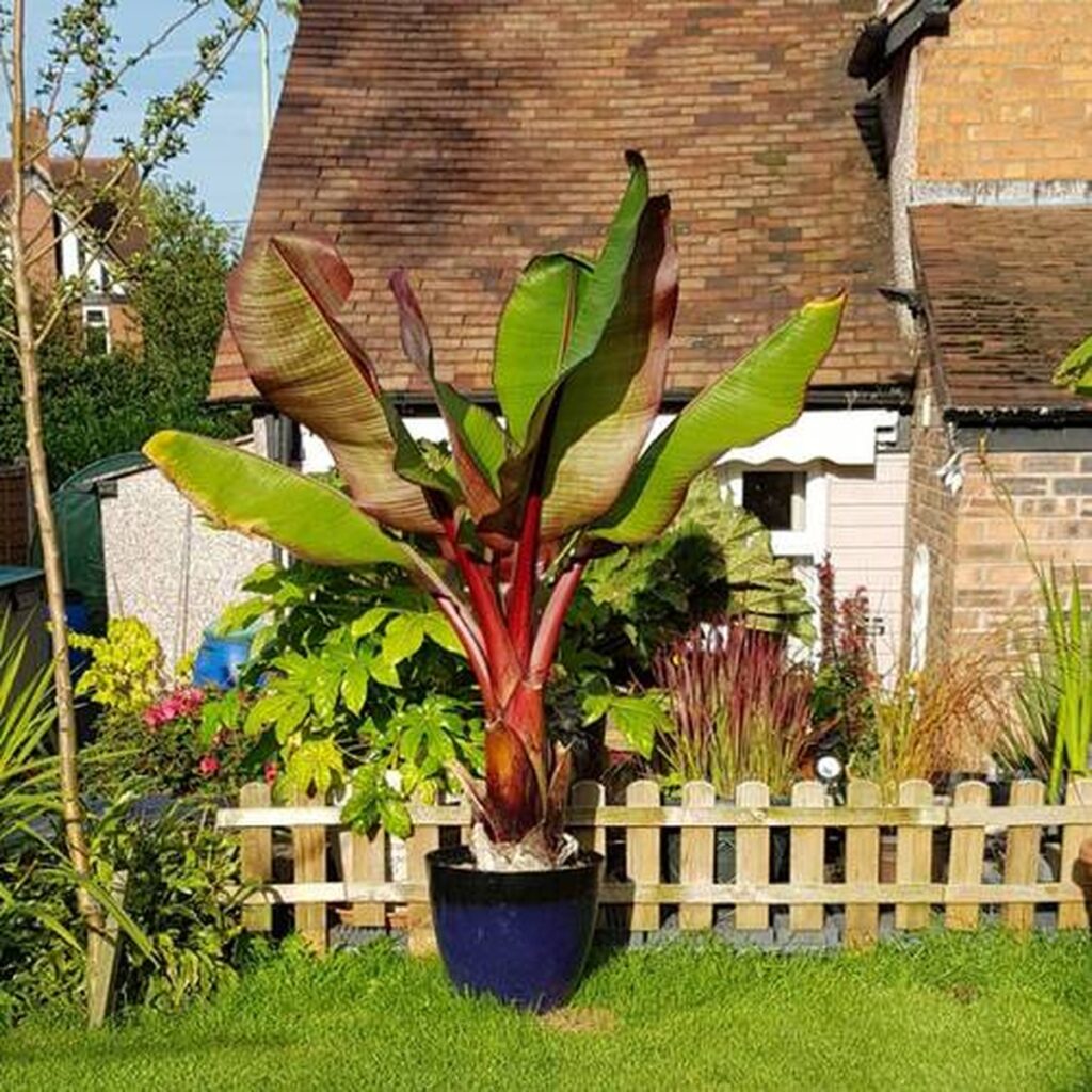 15 Vivid Red Tropical Plants for Indoor and Outdoor Appeal