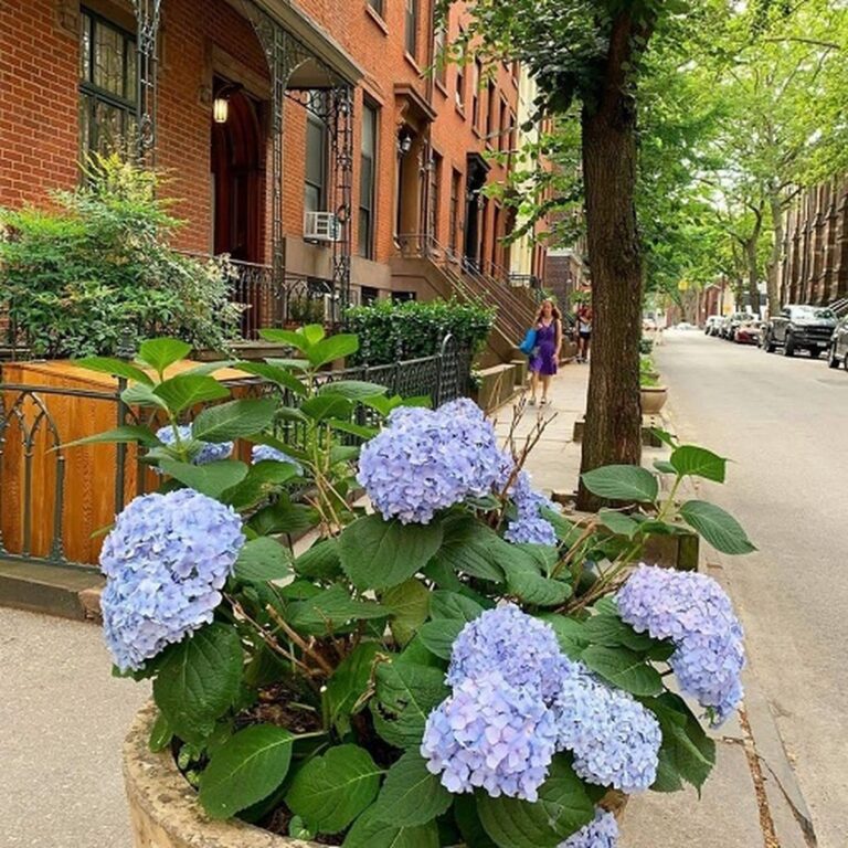 17 Stunning Types of Purple Hydrangea Varieties for Your Garden
