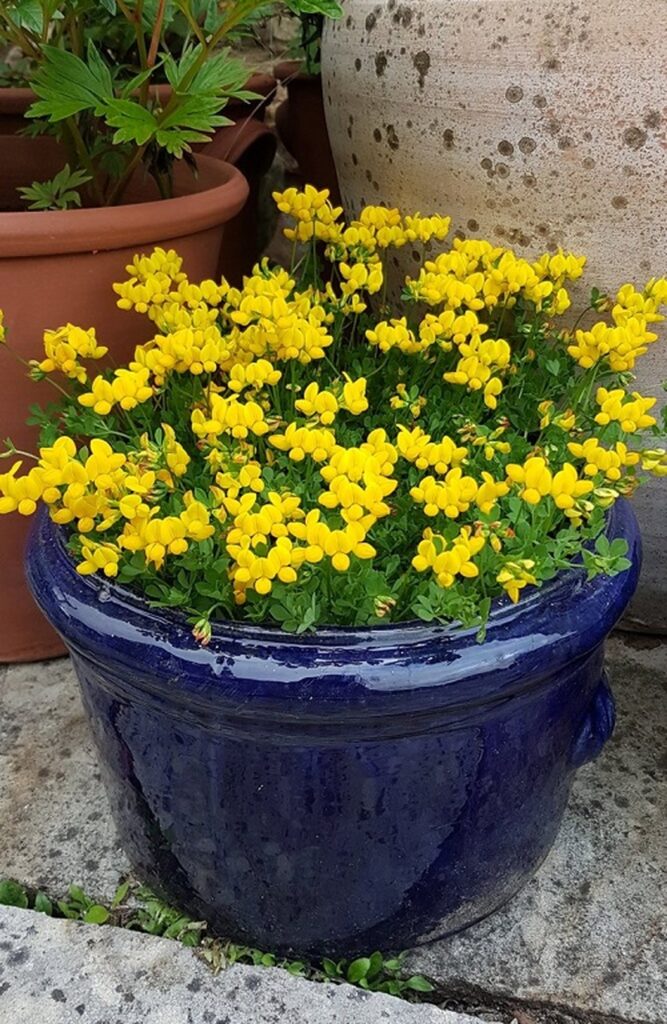 22 Beautiful Wildflowers For Pots That Bloom All Season Long