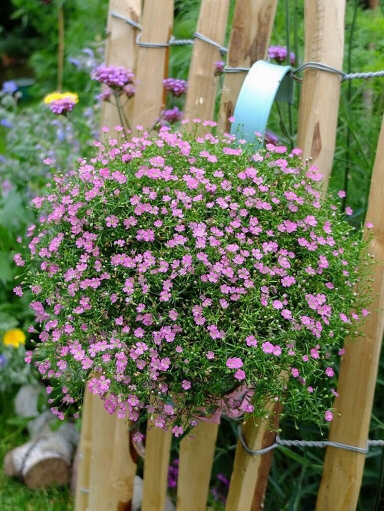 31 Amazing Small Flowers That Will Brighten Your Garden