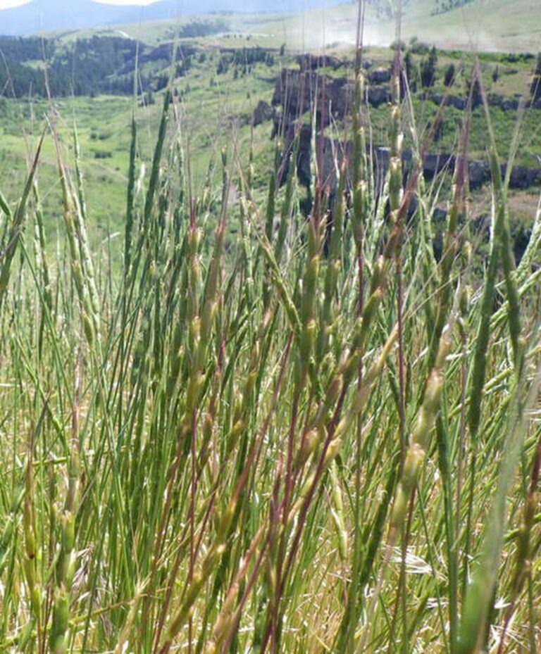 18 Common Weeds That Look Like Wheat—Can You Spot Them?