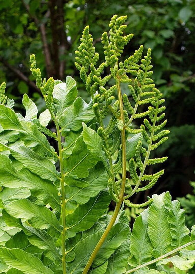 10 Must-Known Edible Ferns for Your Tasty Meals
