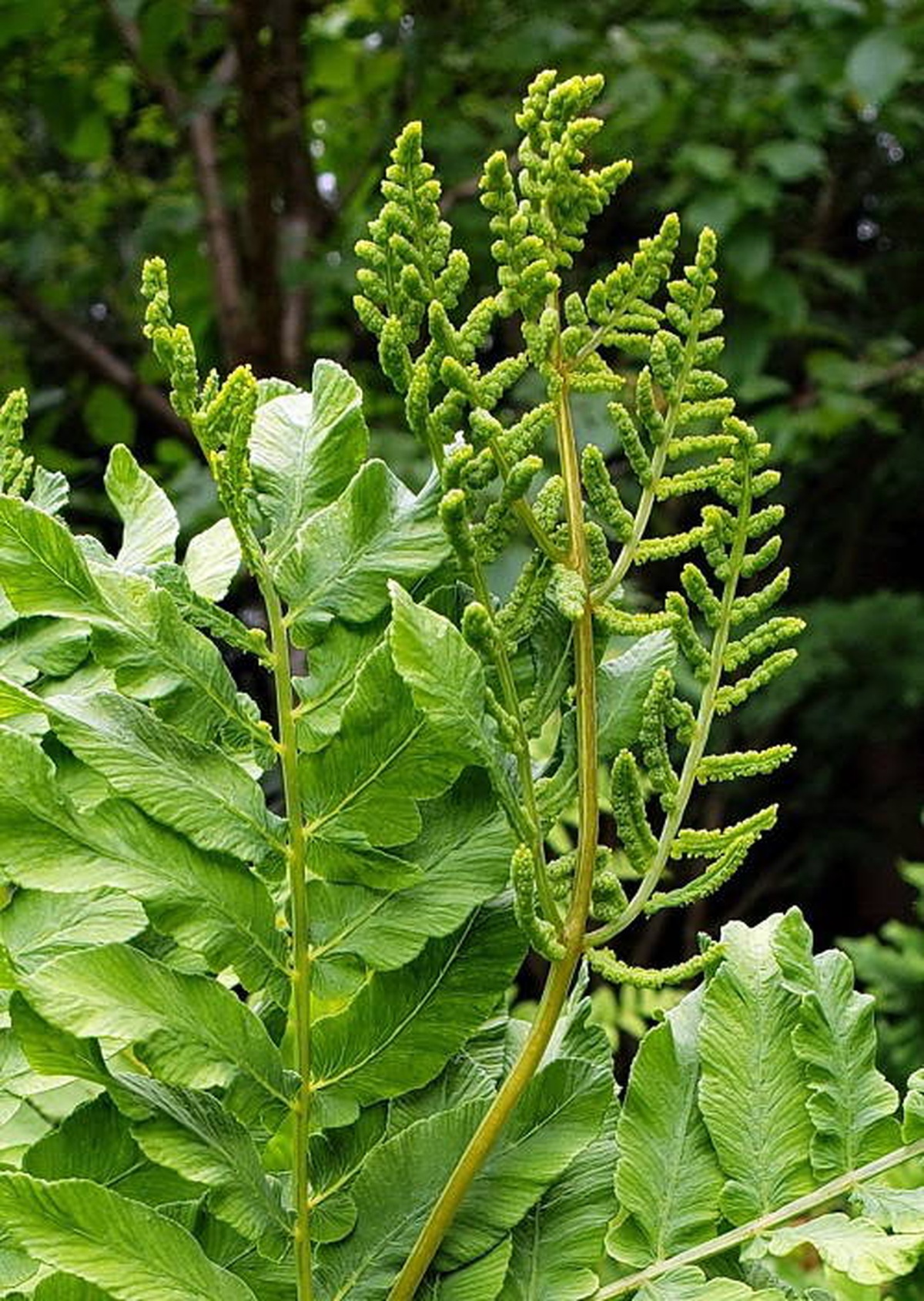 10 Must-Known Edible Ferns for Your Tasty Meals