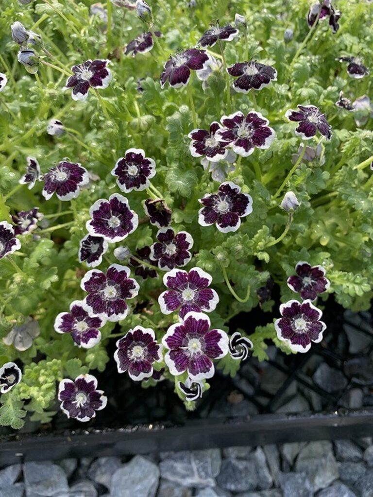 10 Hauntingly Beautiful Gothic Flowers for Garden Delight