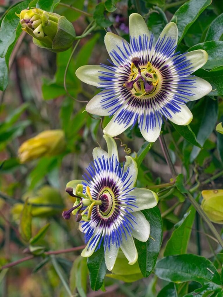 32 Stunning Mexican Flowers for Any Garden