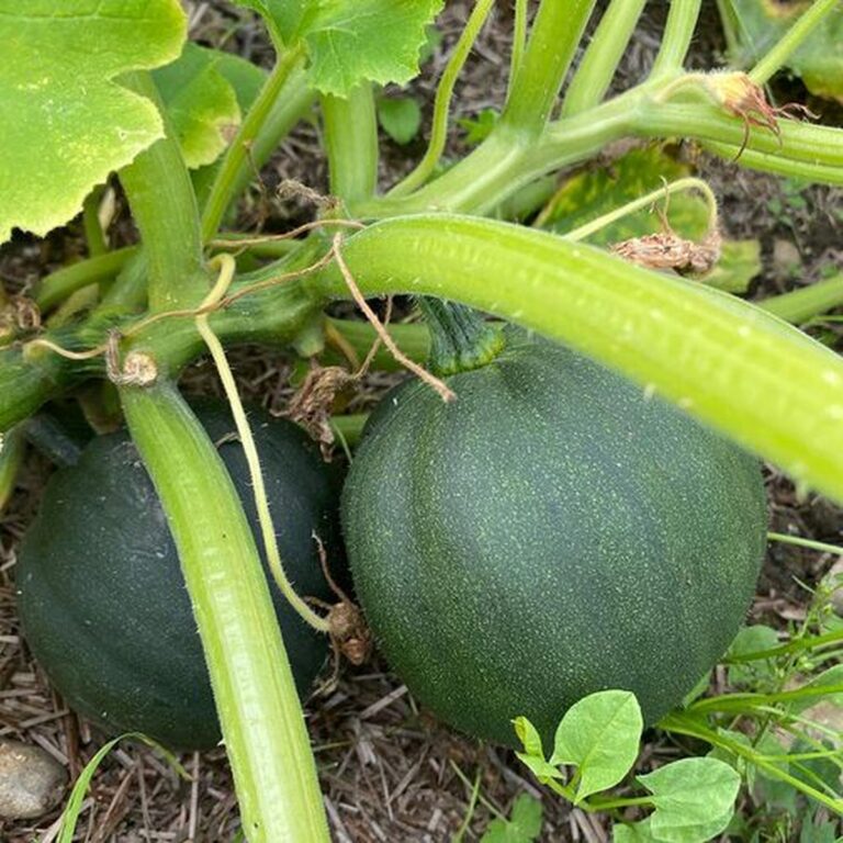 38 Delicious Types of Squash: Best Varieties for Your Garden