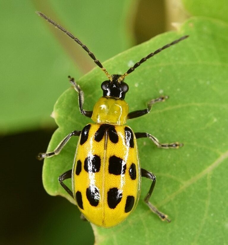 11 Amazing Yellow Bugs on Plants: Discover Garden's Tiny Gems