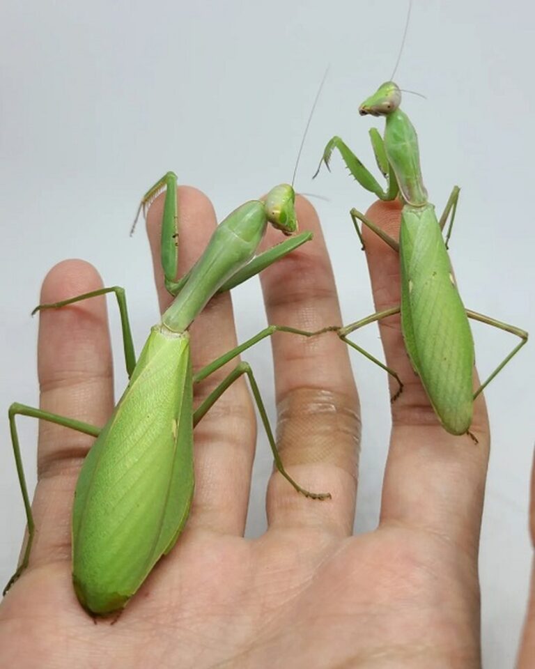 Fascinating Praying Mantis Facts & Their Surprising Diet