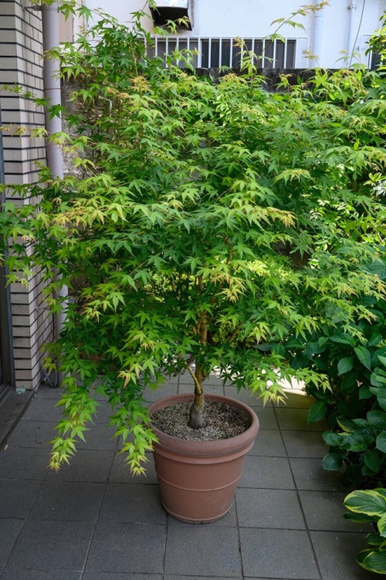 21 Gorgeous Maple Tree Varieties Perfect for Container Gardening