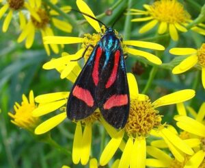 15 Fascinating Blue Moths to Spot in Your Garden