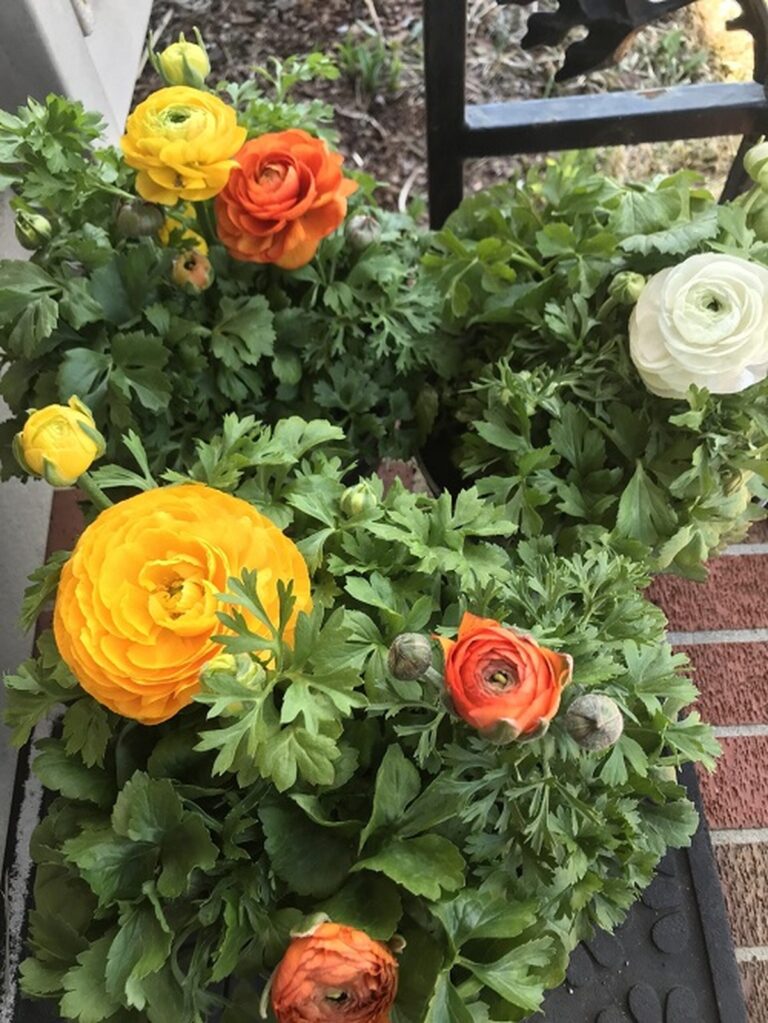9 Stunning Flowers with a Lot of Petals That Bloom Beautifully