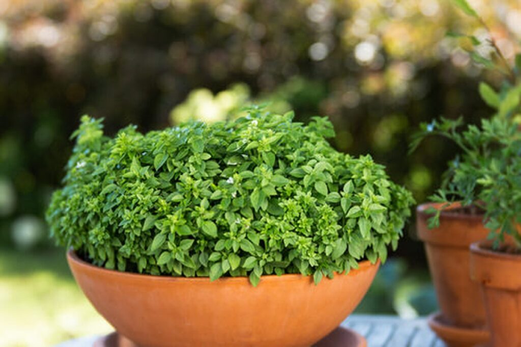 20 Amazing Dwarf Vegetables to Grow in Your Cozy Garden Space