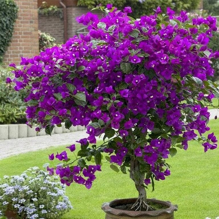 36 Gorgeous Violet Flowers to Brighten Your Garden Today