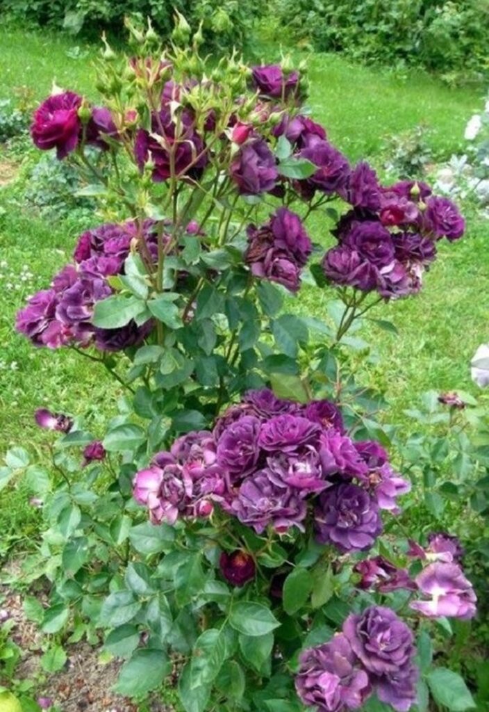 36 Gorgeous Violet Flowers to Brighten Your Garden Today