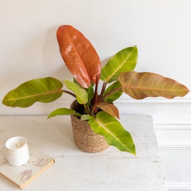 24 Breathtaking Plants That Look Like They Are Made Of Copper