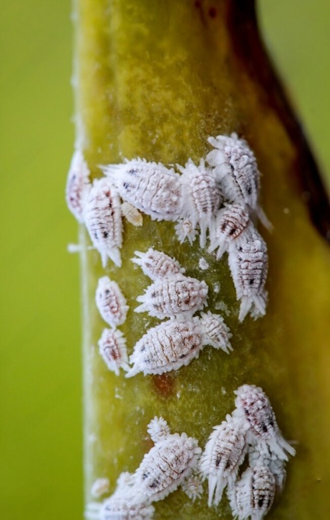 17 Common Tiny White Bugs on Plants that Look like Dust Revealed