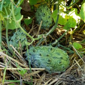 16 Surprising Fruits That Dont Grow on Trees - Nature's Wonders!