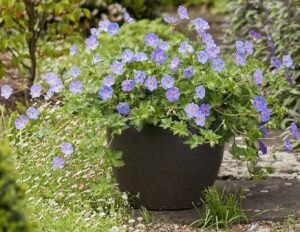 36 Stunning Blue Flowers That Thrive Beautifully in Containers