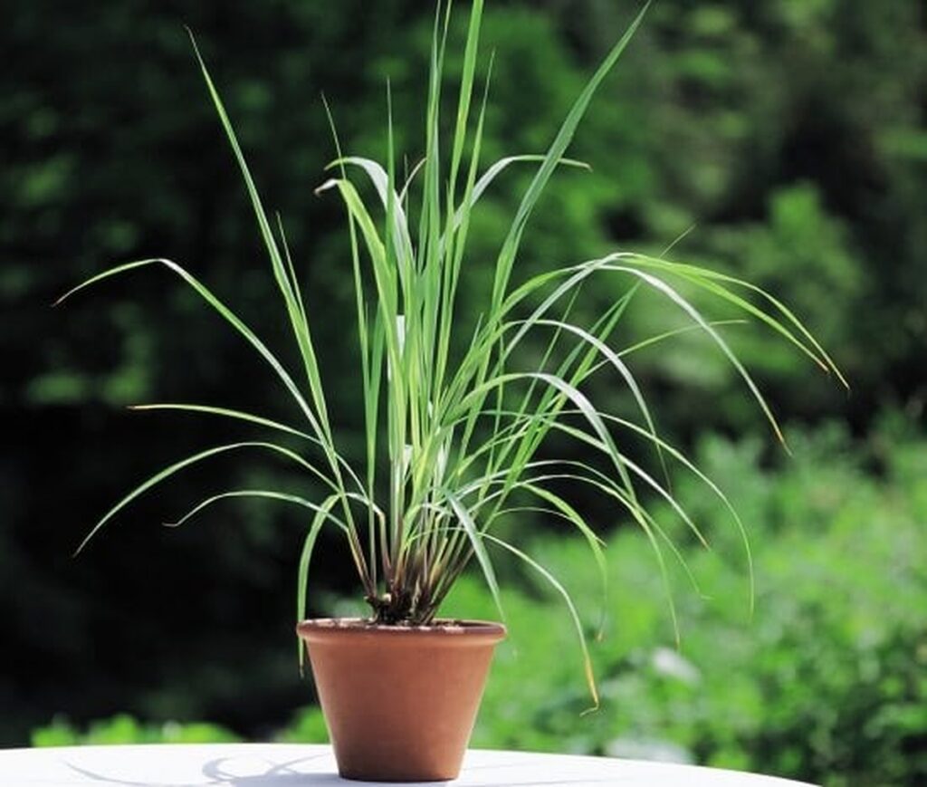 18 Fascinating Exotic Herbs from Around the World
