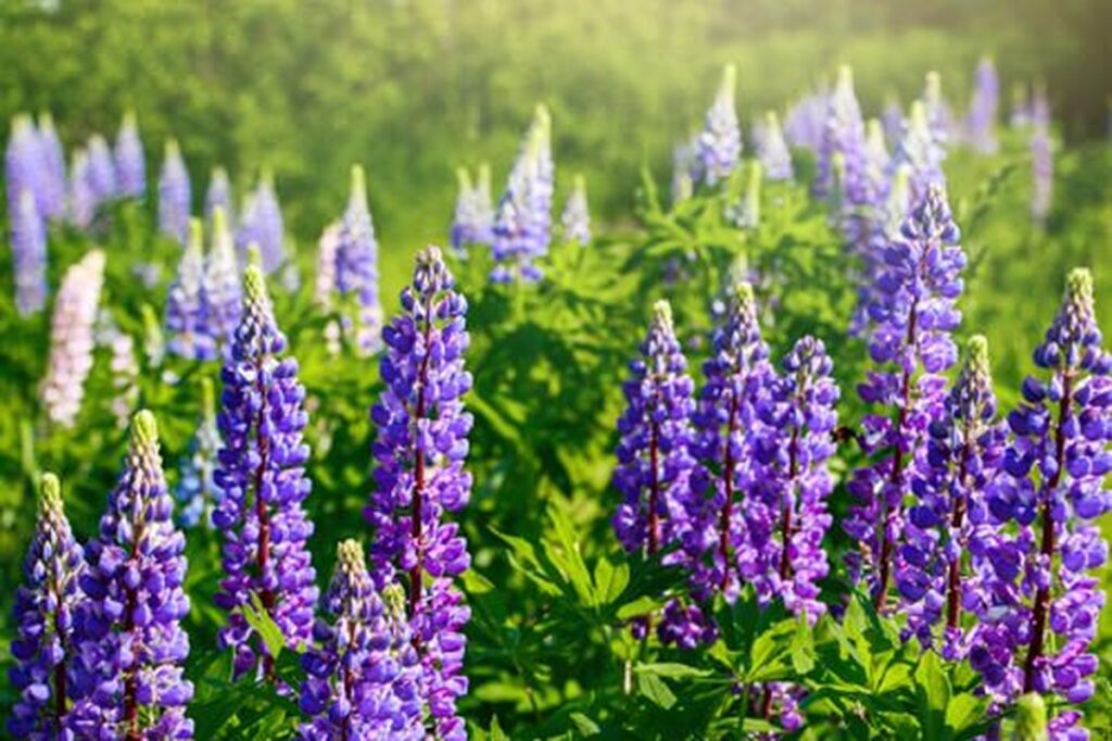 17 Gorgeous Ohio Perennial Flowers That Thrive in Any Garden