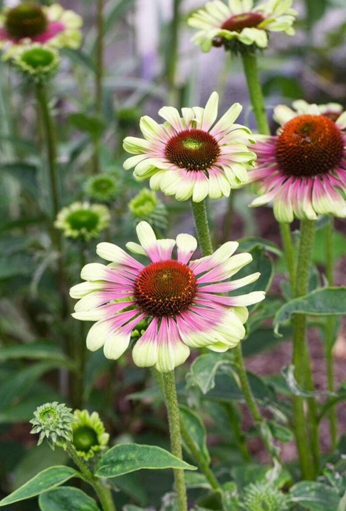 42 Types of Coneflower Varieties to Brighten Your Garden