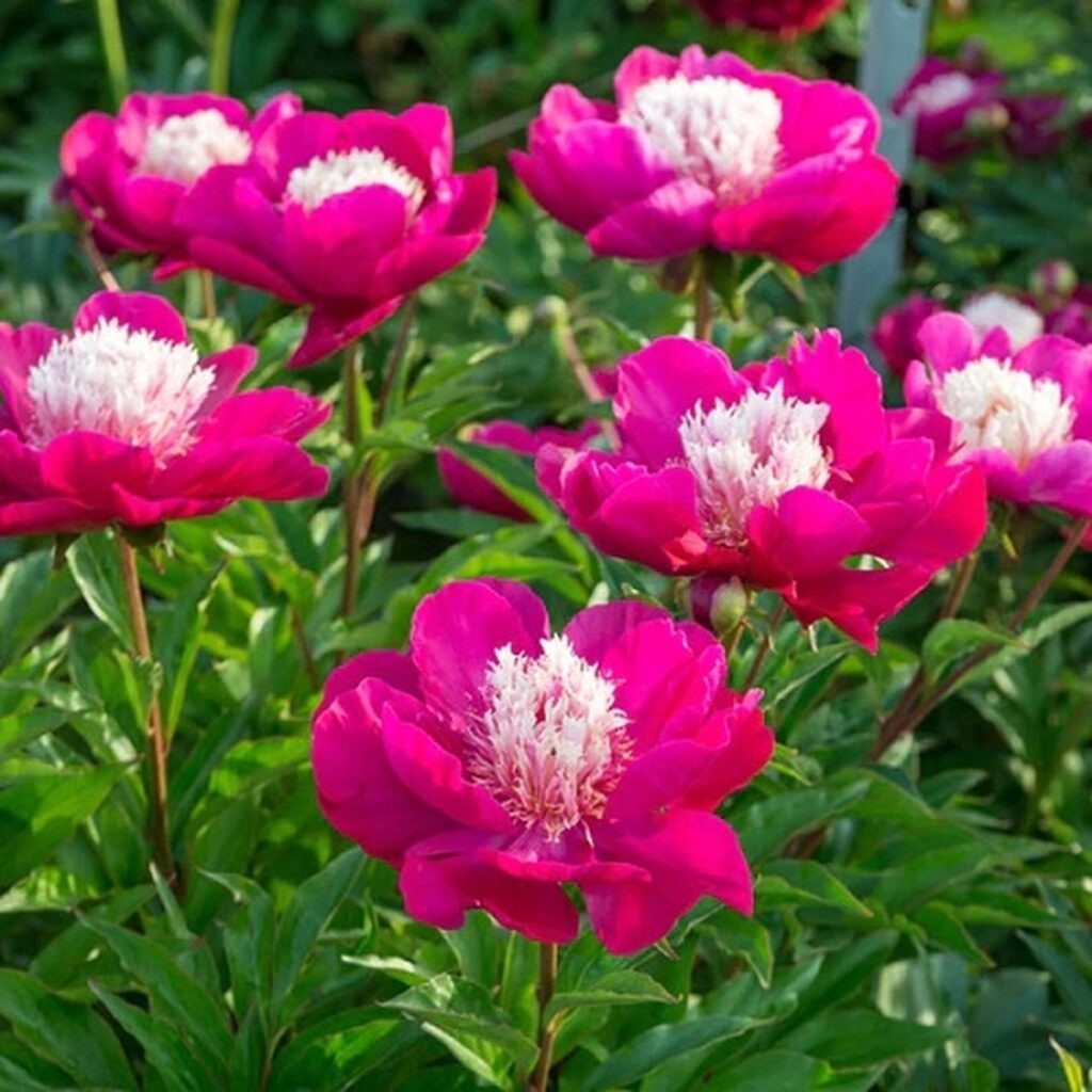 55 Gorgeous Pink Peony Varieties That Bloom Beautifully
