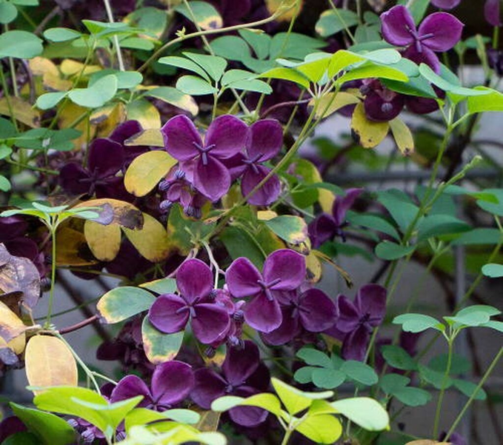 17 Charming Vines with Purple Flowers & Purple Flowering Climbers